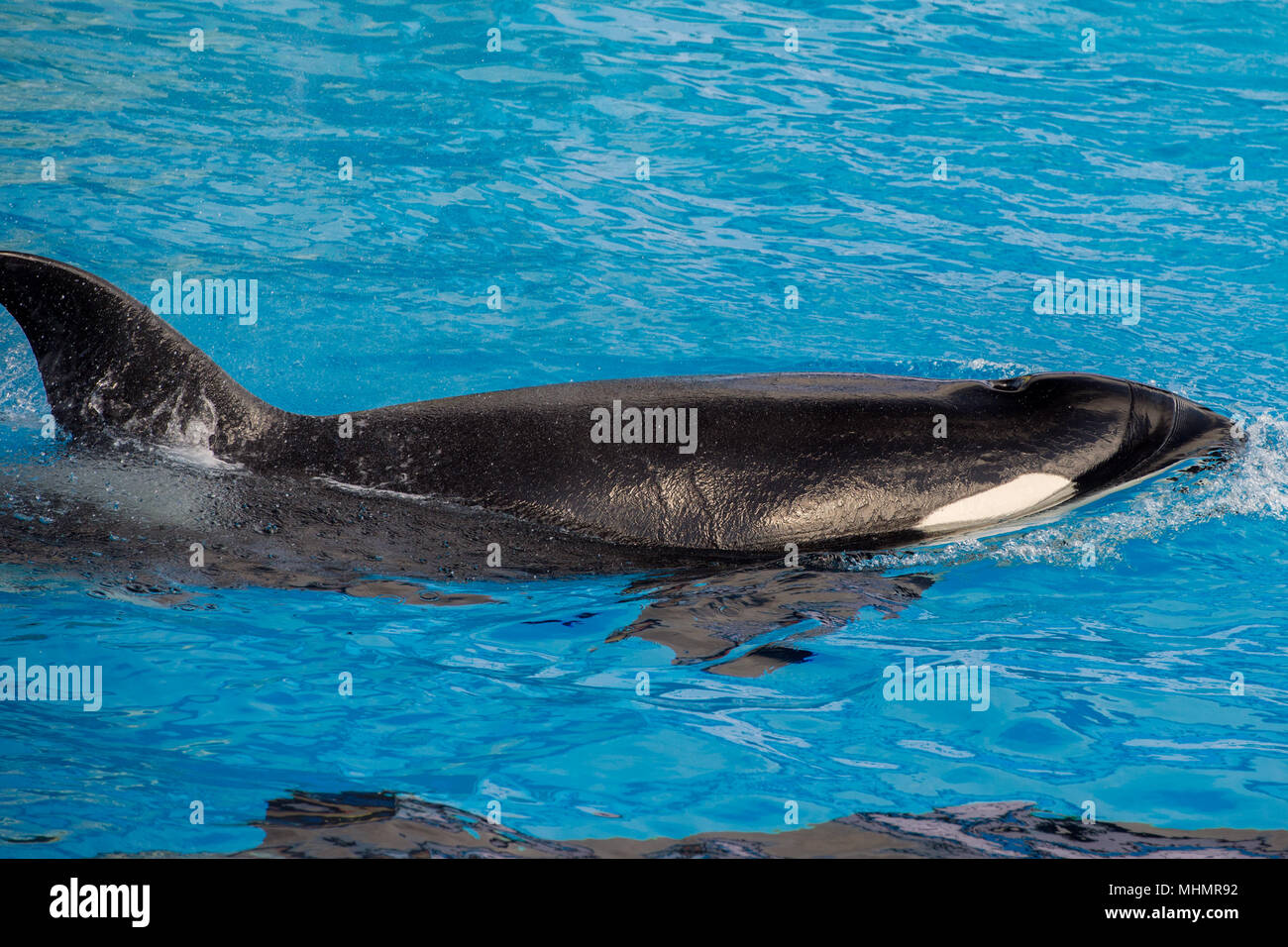 orca killer whale while swimming to you Stock Photo - Alamy