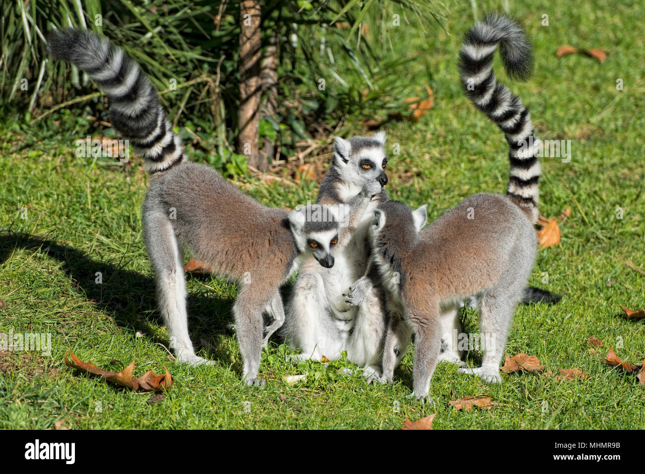 lemur monkey portrait in yoga position Stock Photo - Alamy