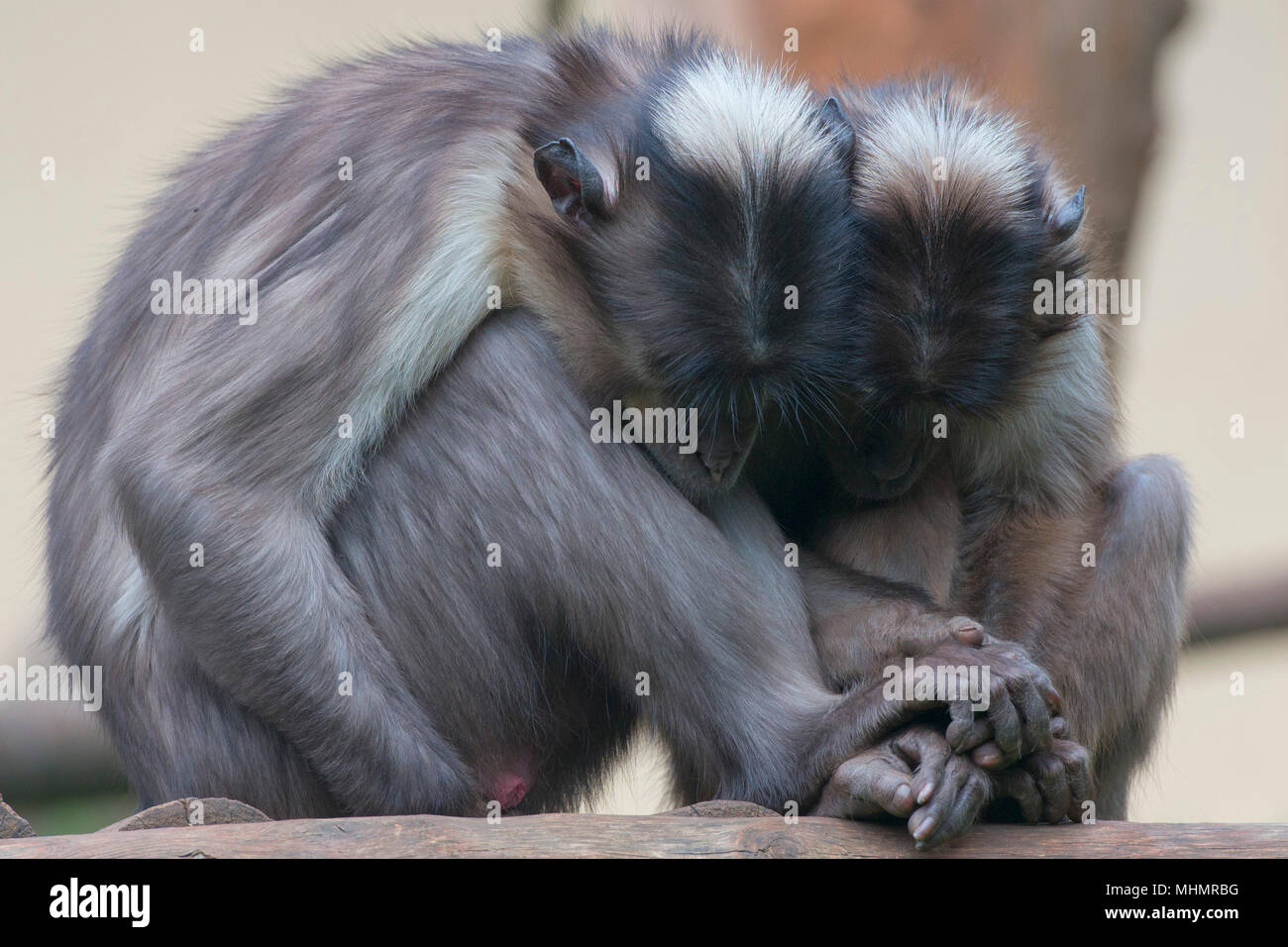 Monkeys holding hands hi-res stock photography and images - Alamy