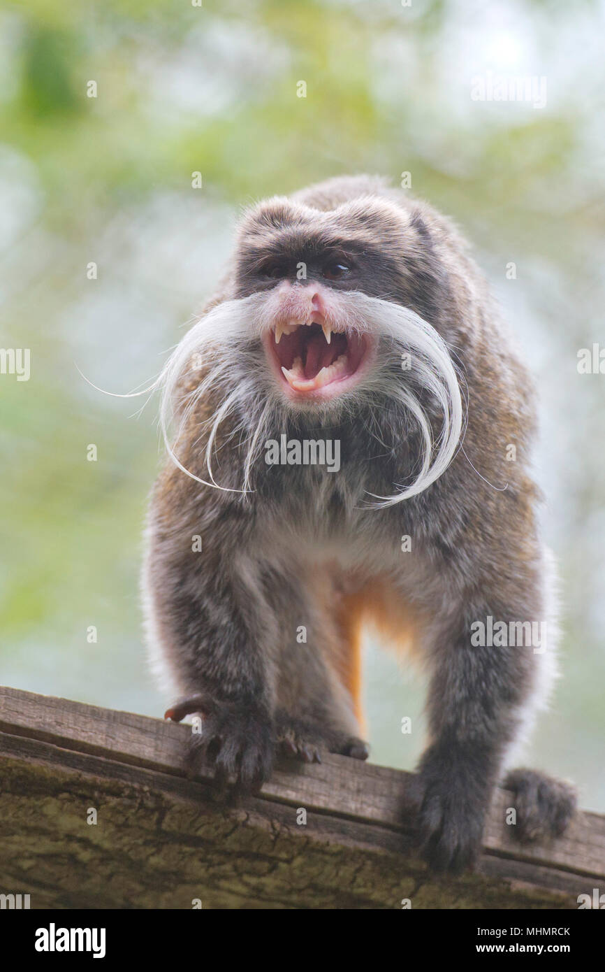 Emperor Tamarin monkey isolated close up portrait Stock Photo - Alamy