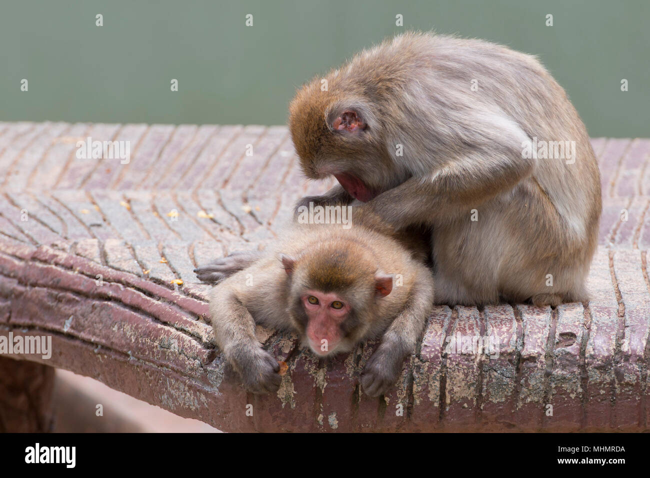 Chimpanzee grooming baby hi-res stock photography and images - Alamy