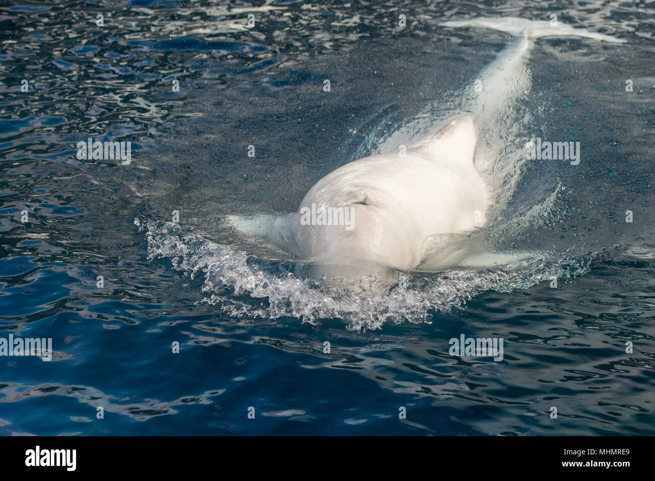 Beluga whale white dolphin portrait while coming to you Stock Photo - Alamy