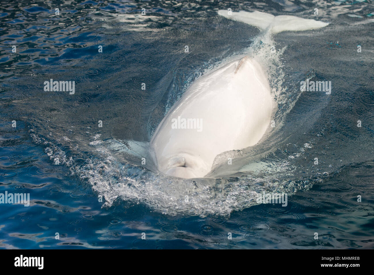 Beluga whale white dolphin portrait while coming to you Stock Photo - Alamy
