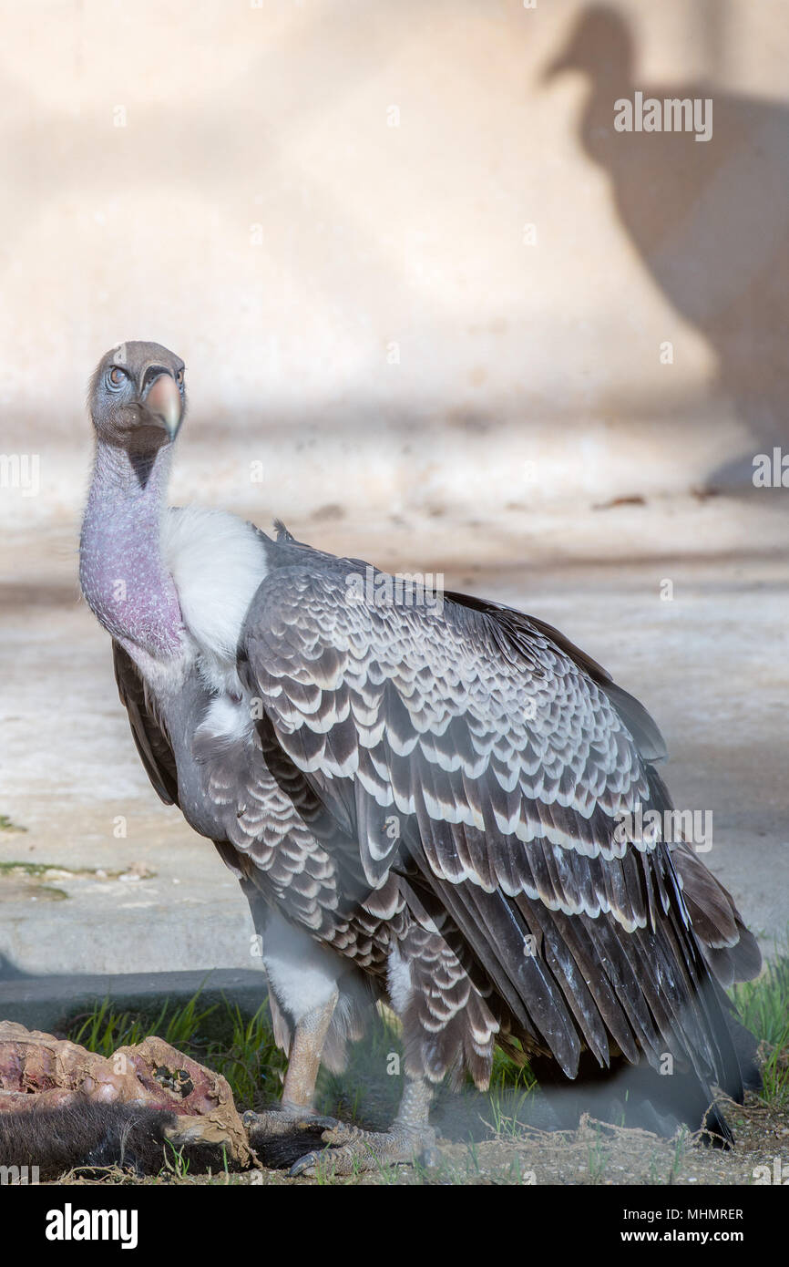 portrait of vulture buzzard while eating a dead animal Stock Photo - Alamy