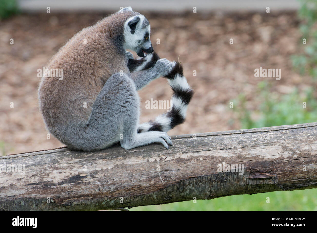 Isolated young puppy lemur portrait Stock Photo - Alamy