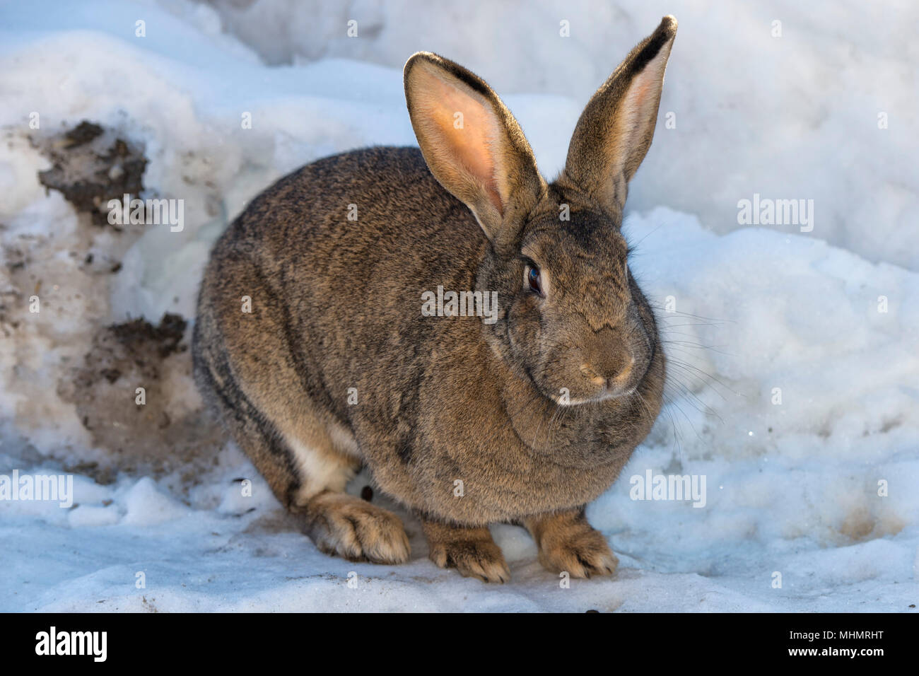 White tailed jackrabbit snow winter hi-res stock photography and images ...