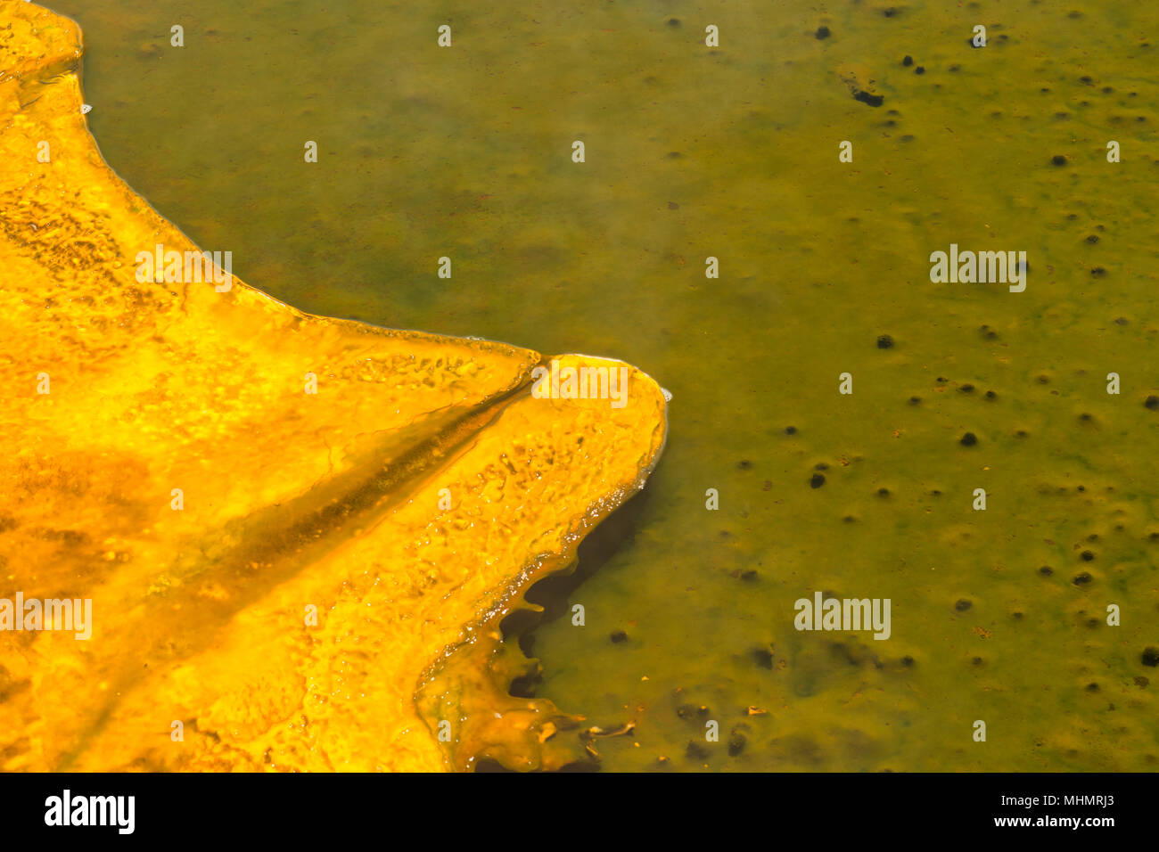 yellowstone hot springs natural background texture with superb colors ...