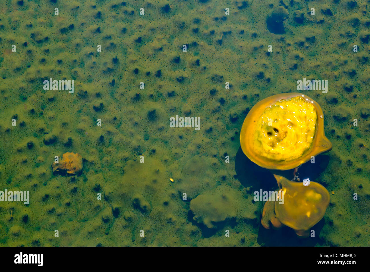 yellowstone hot springs natural background texture with superb colors ...