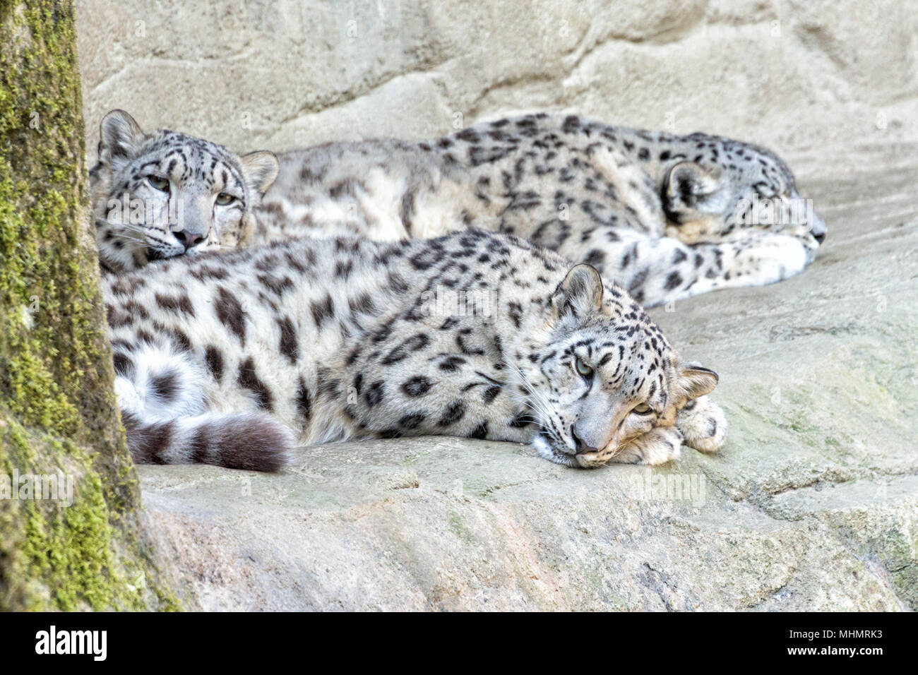 snow leopard close up portrait while looking at you Stock Photo - Alamy