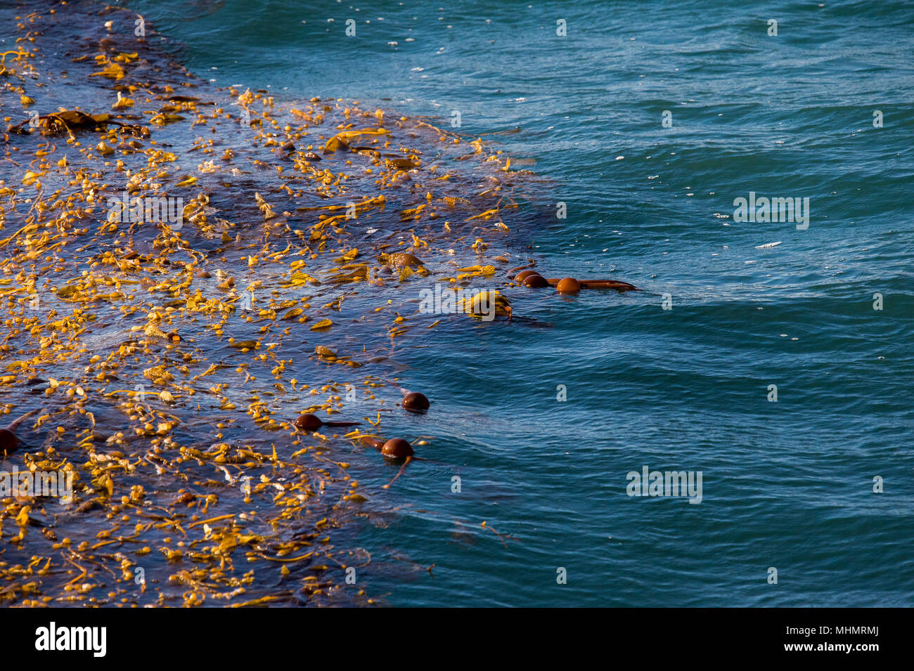 kelp algae on ocean surface Stock Photo - Alamy