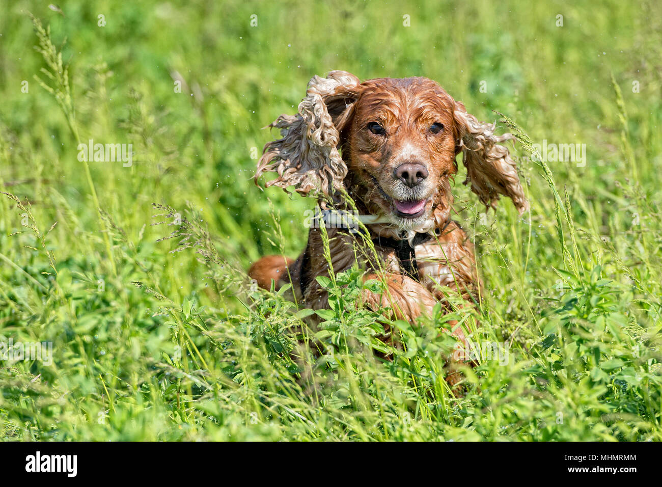 dog cocker spaniel while running on green grass background Stock Photo ...