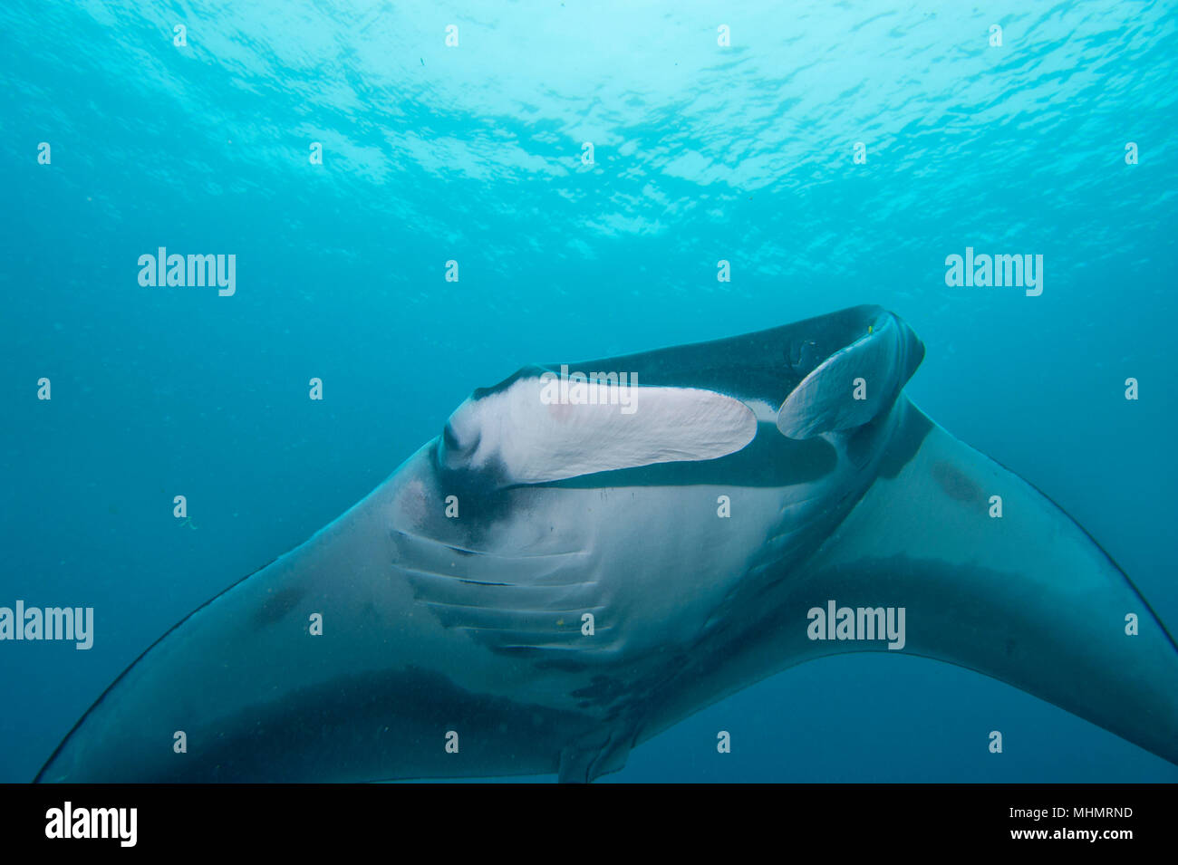 Manta close up portrait in Raja Ampat Papua Indonesia Stock Photo - Alamy