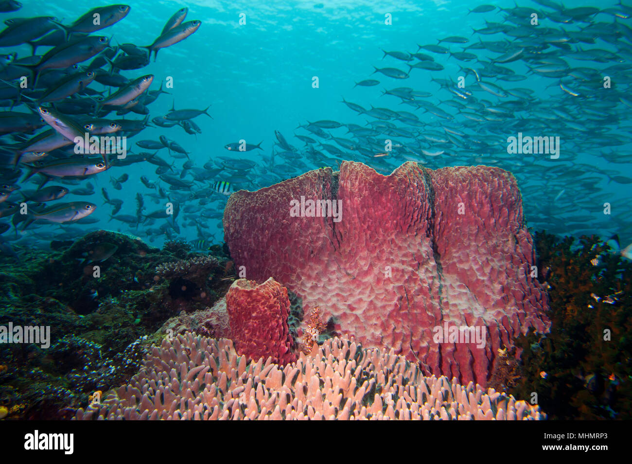 A Giant sponge in the blue background Raja Ampat Papua, Indonesia Stock ...