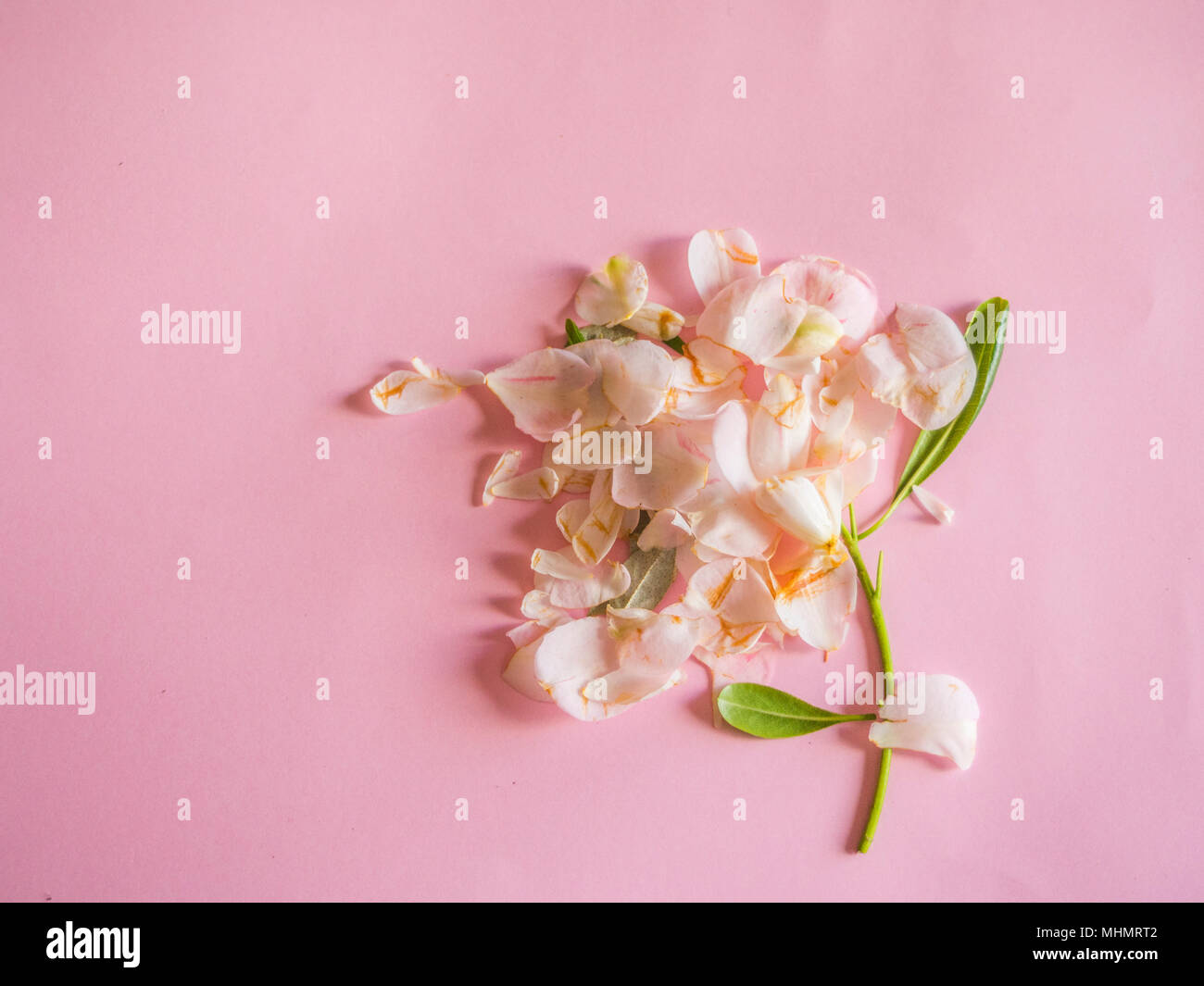 Pink flower pin hi-res stock photography and images - Alamy