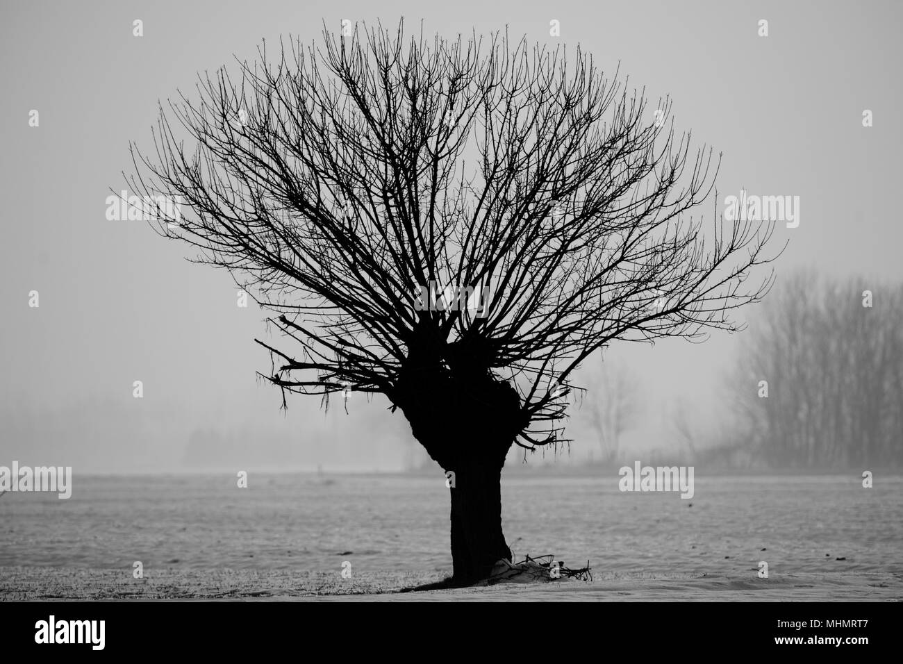 A black and white tree on white snow winter background Stock Photo - Alamy