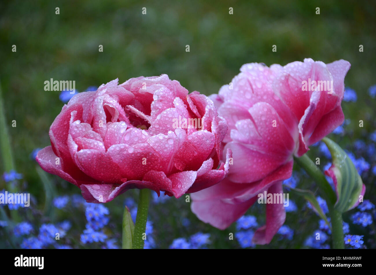 Two Pink Peonies High Resolution Stock Photography and Images - Alamy