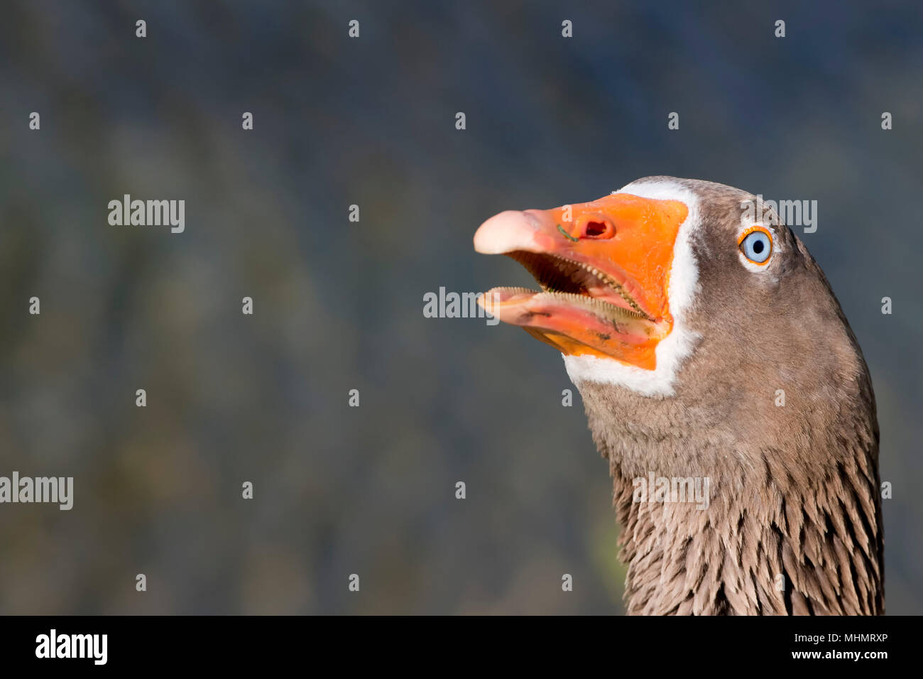 Goose isolated close up portrait Stock Photo - Alamy