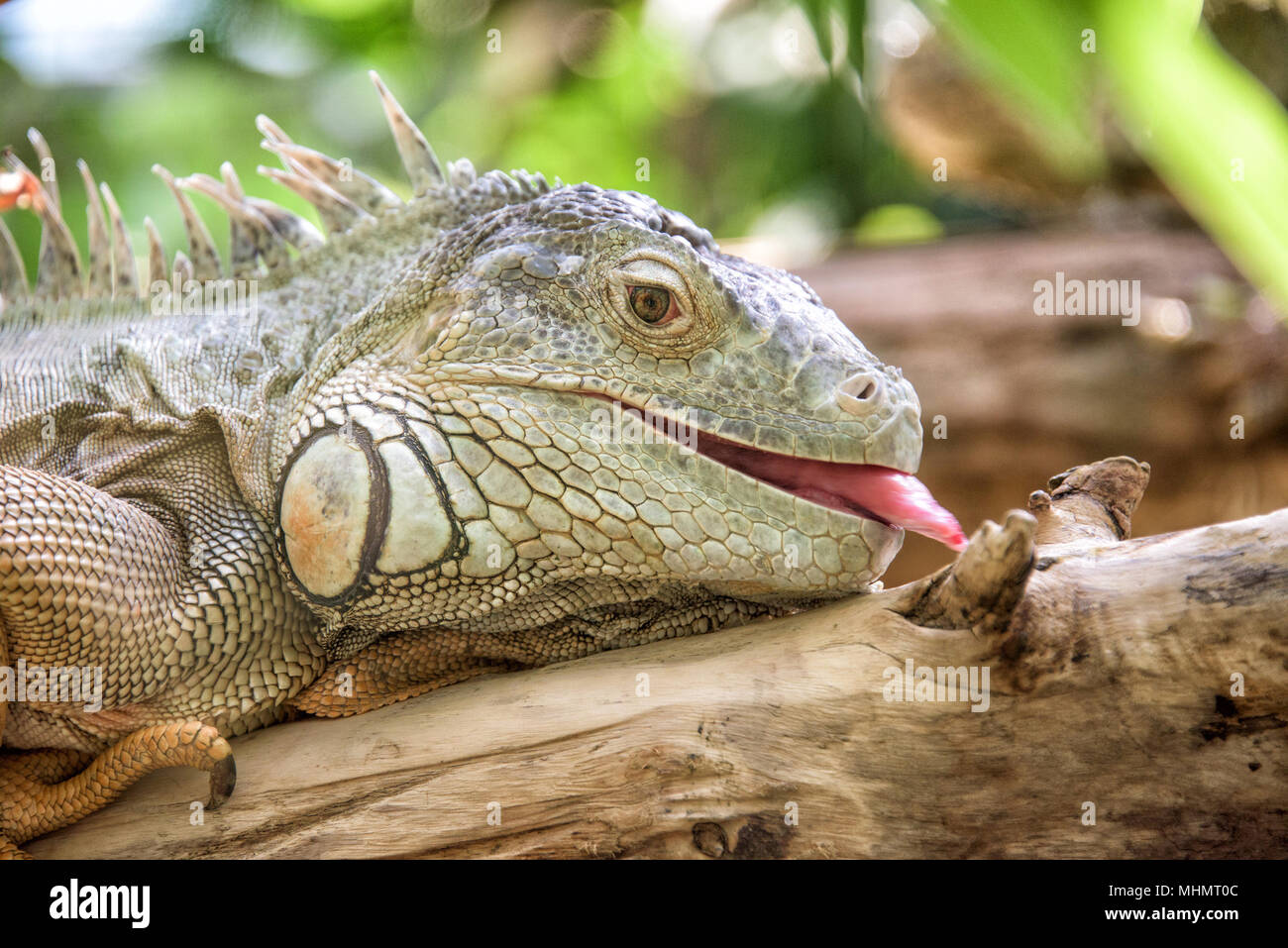 giant green iguana close up portrait Stock Photo - Alamy