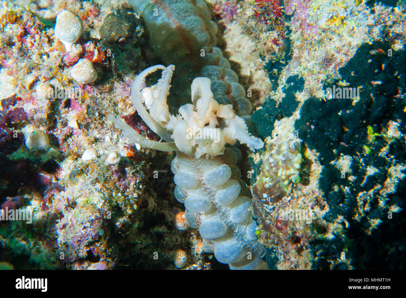 Underwater worm on reef over hard coral macro Stock Photo - Alamy