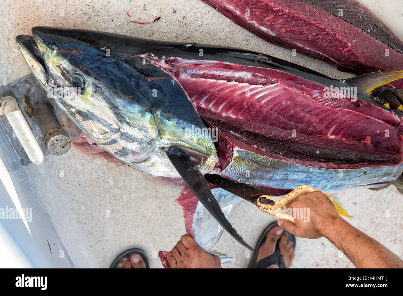 Yellofin tuna hi-res stock photography and images - Alamy