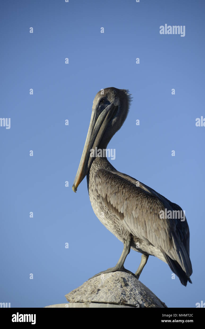 Pelican portrait on the sky background Stock Photo - Alamy