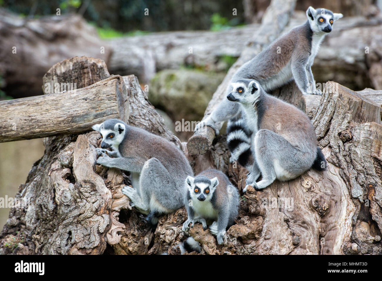 Katta family hi-res stock photography and images - Alamy