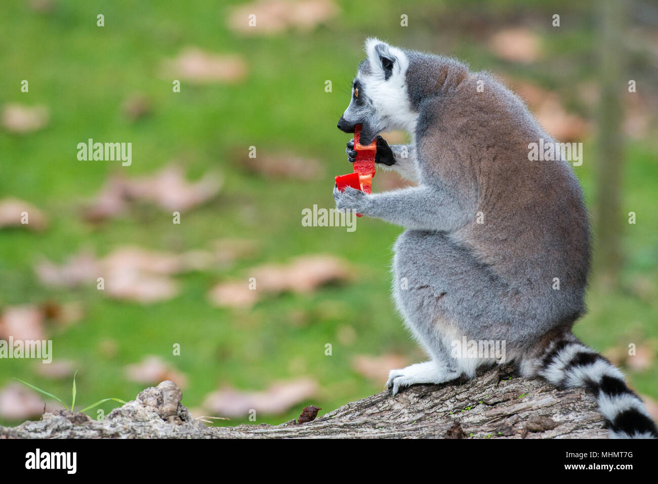 Tailed pepper hi-res stock photography and images - Alamy