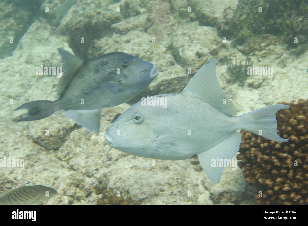 Trigger fish underwater close up portrait Stock Photo - Alamy