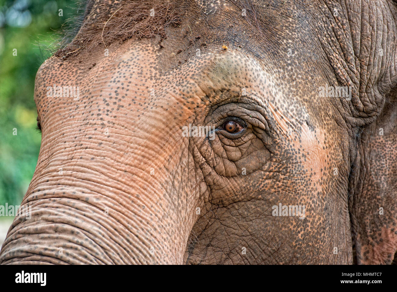 elephant eye close up detail Stock Photo - Alamy