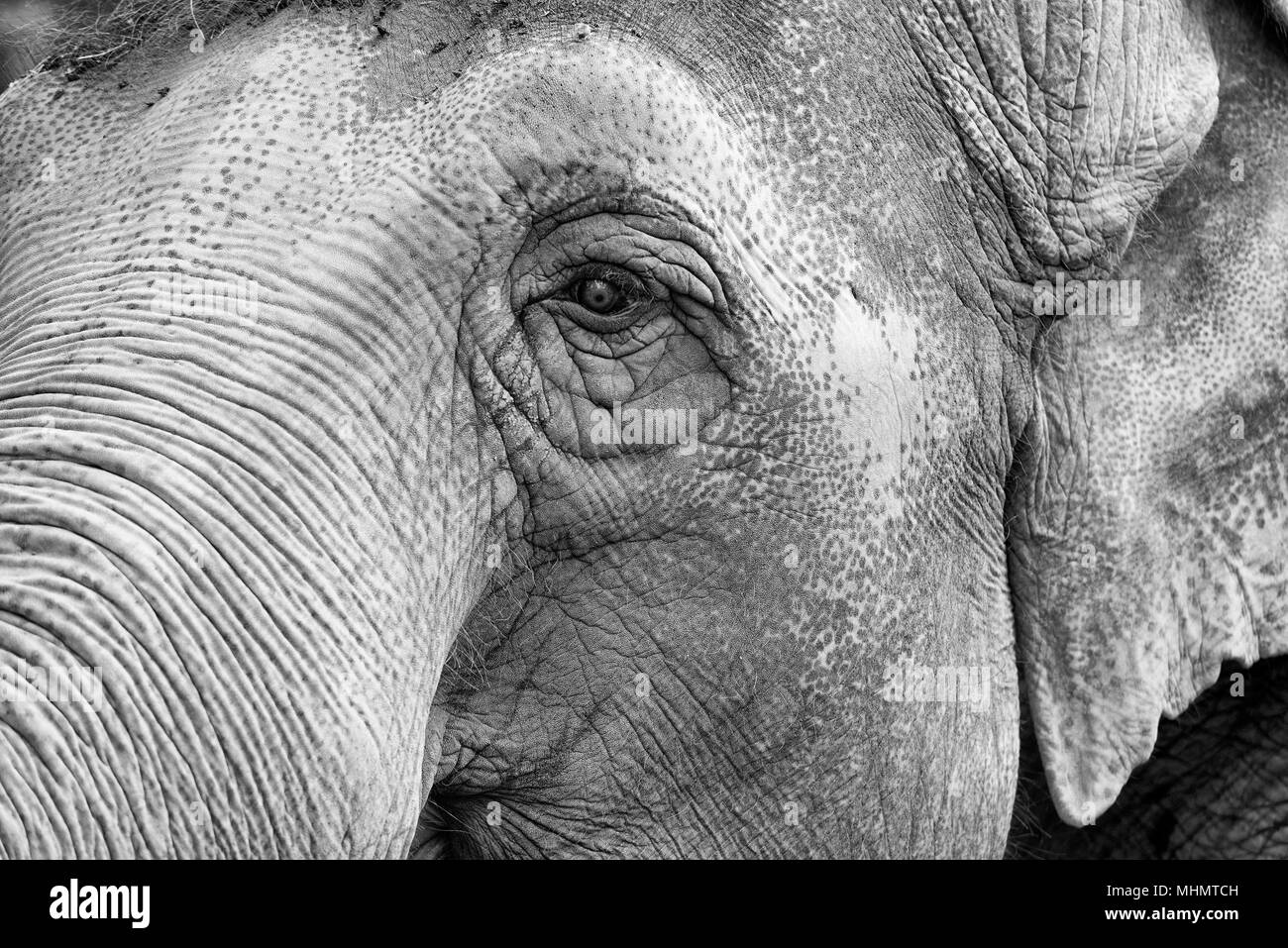 elephant eye close up detail Stock Photo - Alamy