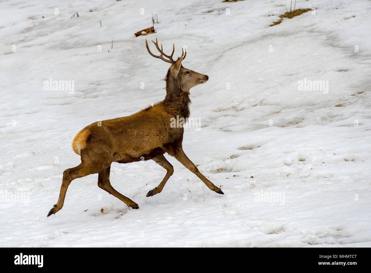 male deer while running on the snow background Stock Photo - Alamy