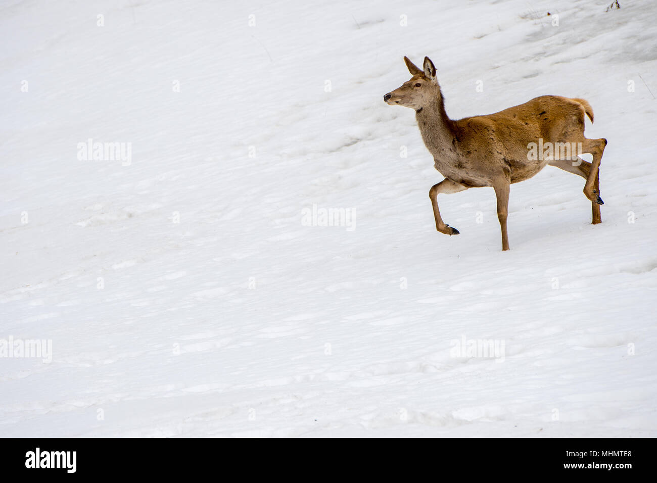 deer while running on the snow background Stock Photo - Alamy