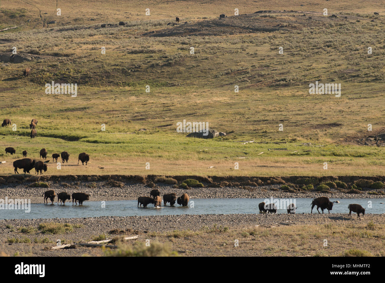 Bison crossing a river hi-res stock photography and images - Alamy