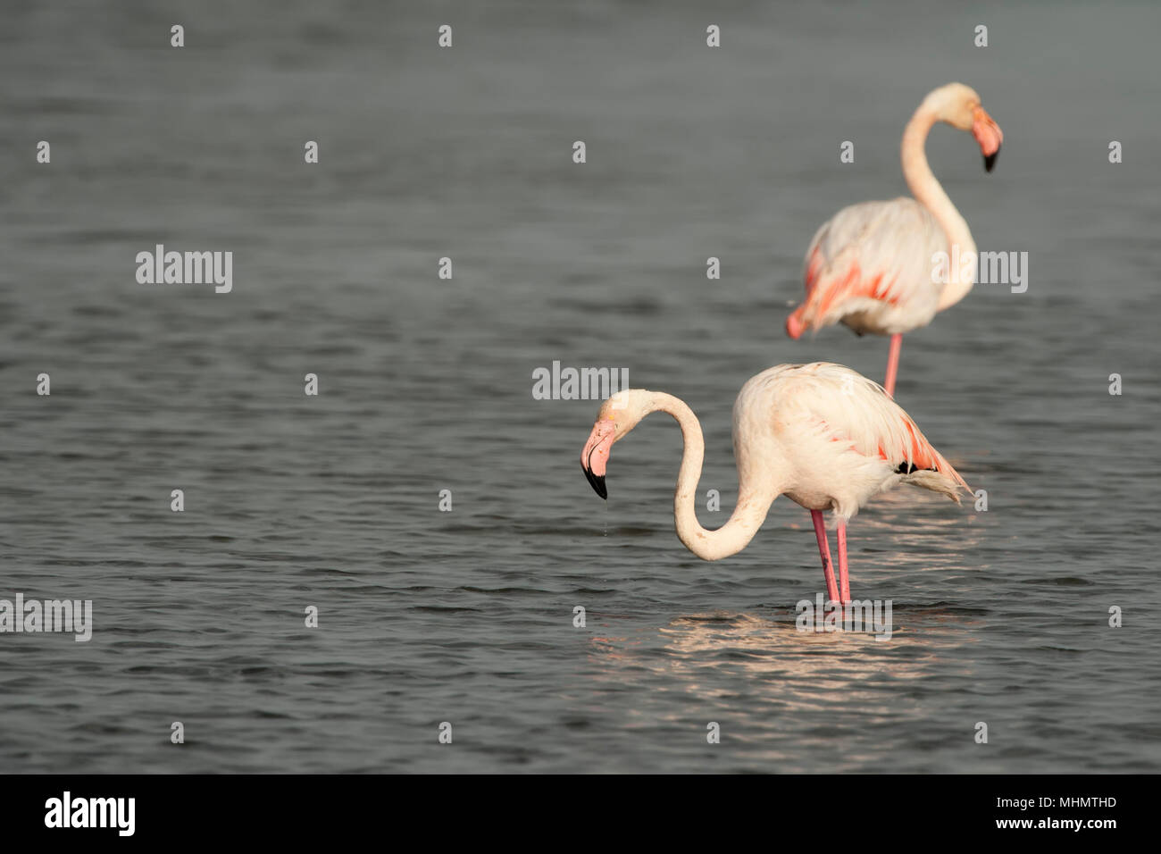 Pink Flamingo fishing in a swamp Stock Photo - Alamy