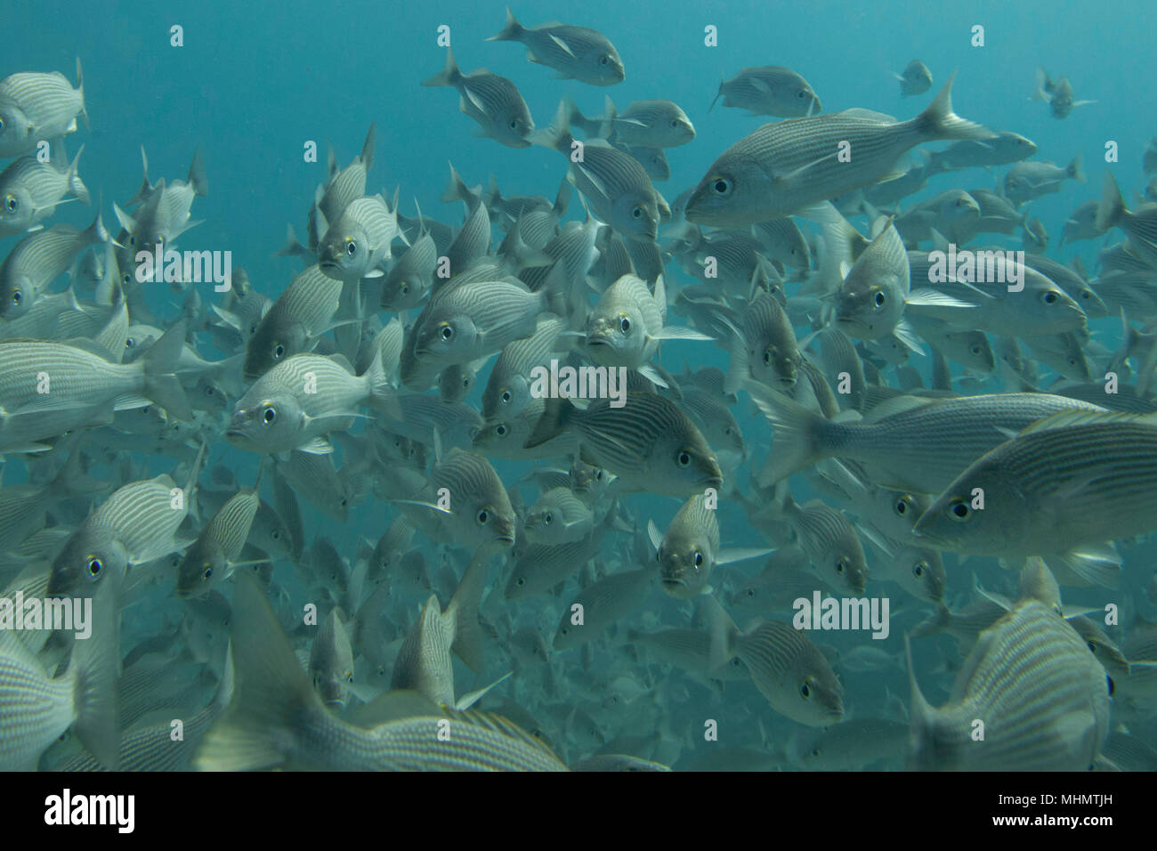 Inside a giant travelly tuna school of fish close up in the deep blue ...