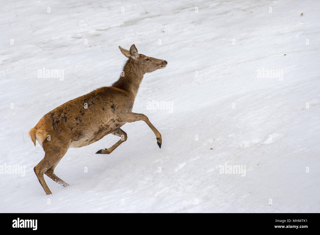 deer while running on the snow background Stock Photo - Alamy