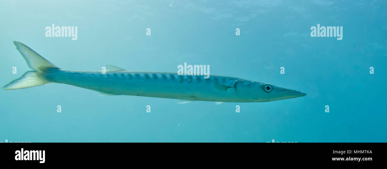 Barracuda Fish underwater close up portrait Stock Photo - Alamy