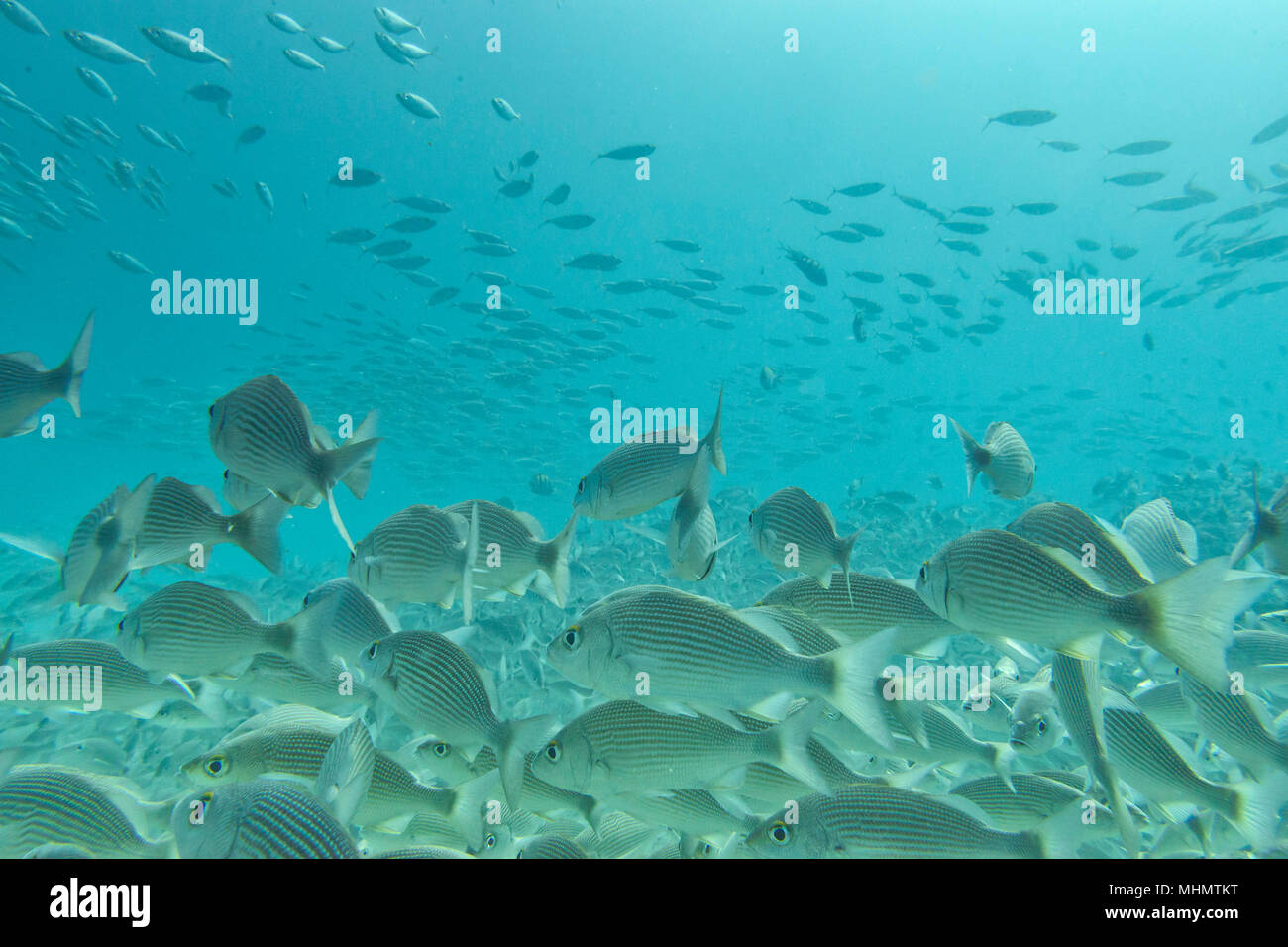 Inside a giant travelly tuna school of fish close up in the deep blue ...