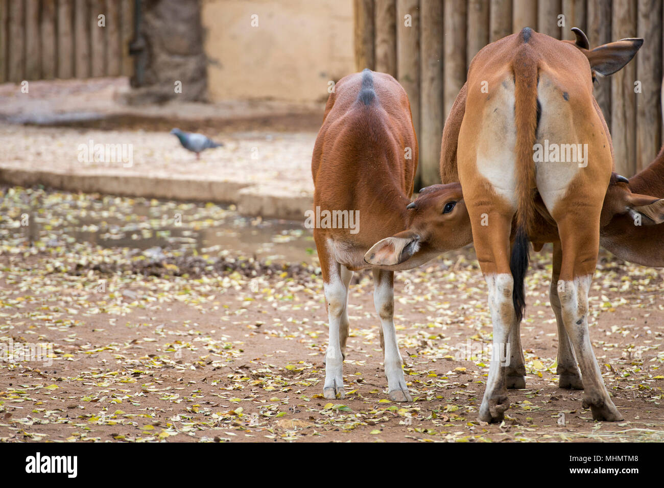 Suckling veal hi-res stock photography and images - Alamy