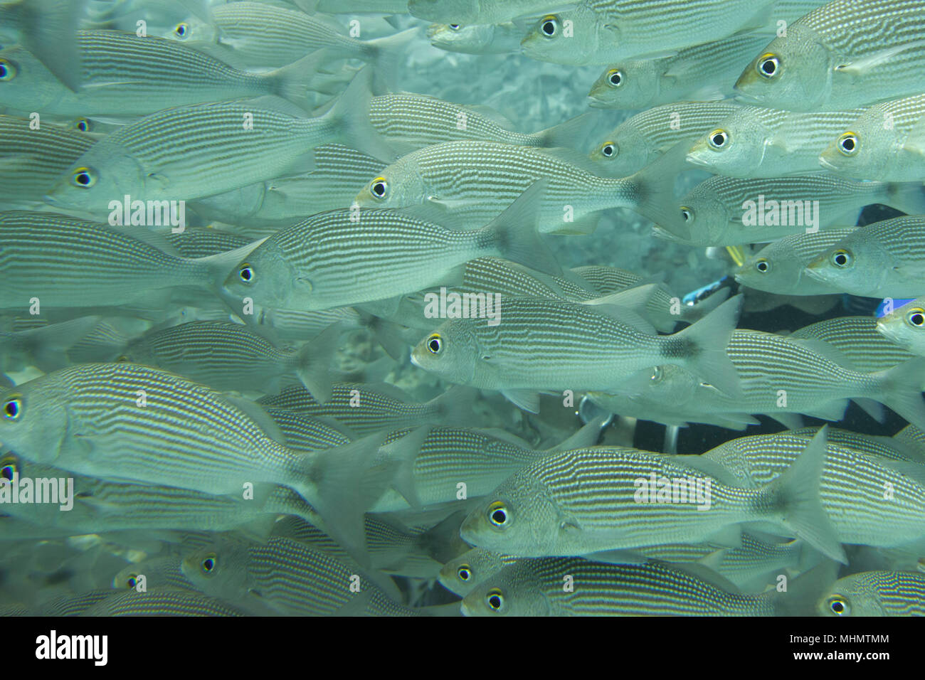 Inside a giant travelly tuna school of fish close up in the deep blue ...