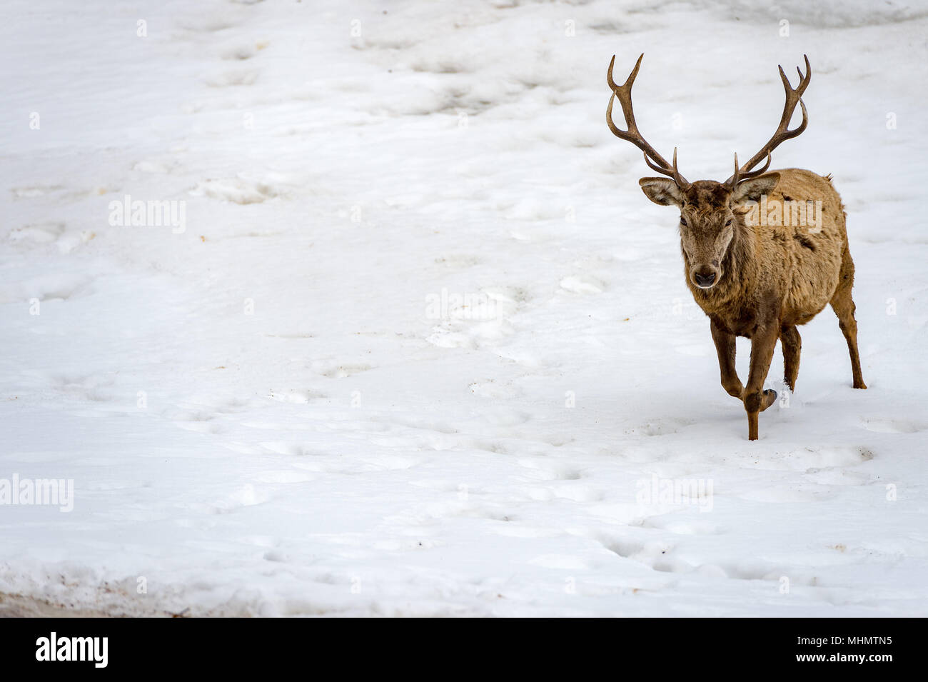 male deer while running on the snow background Stock Photo - Alamy