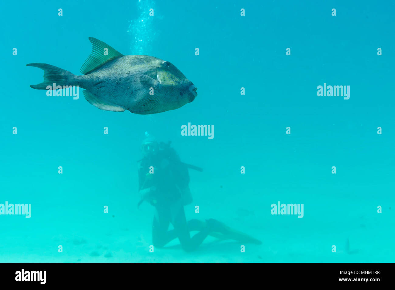 Trigger fish underwater close up portrait Stock Photo - Alamy
