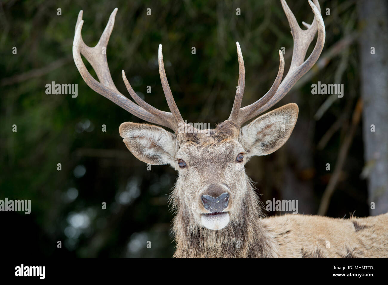 Deer portrait on the grass and forest background Stock Photo - Alamy