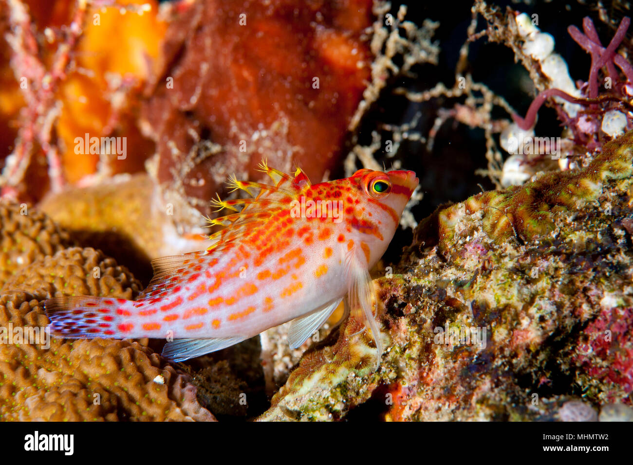 Raja with hawk hi-res stock photography and images - Alamy