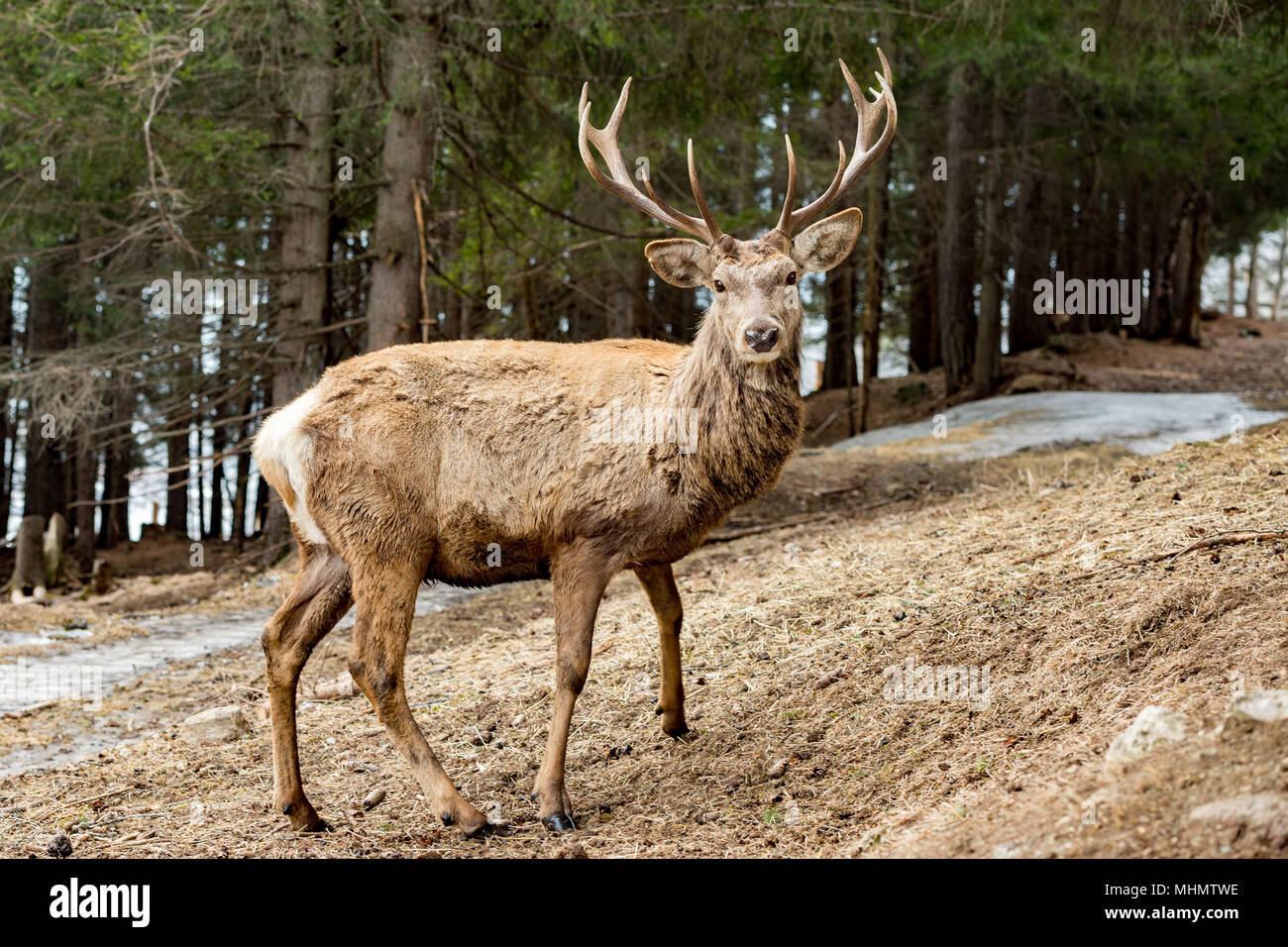 male red Deer portrait looking at you close up portrait Stock Photo - Alamy