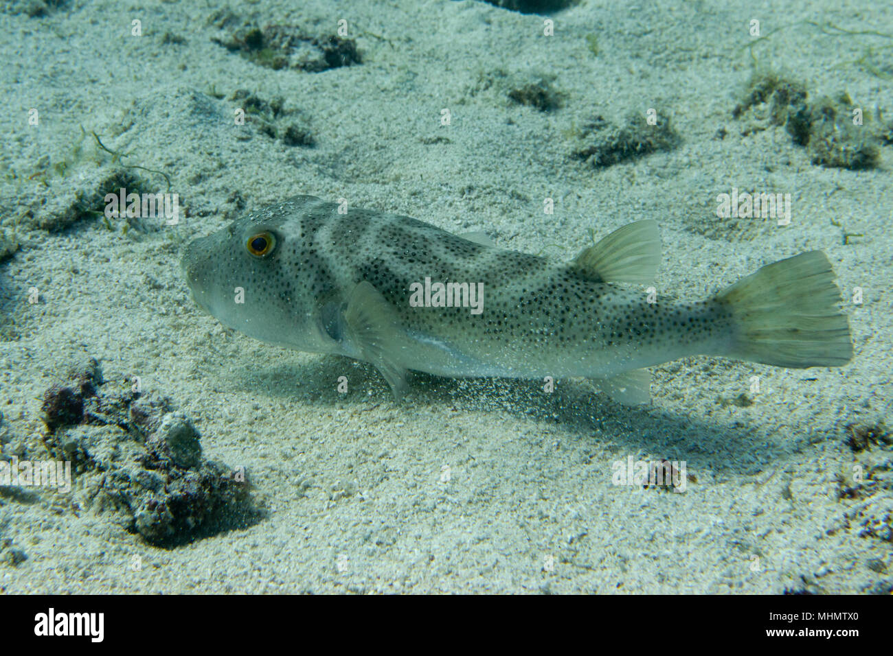 A box fish in the reef background Stock Photo - Alamy
