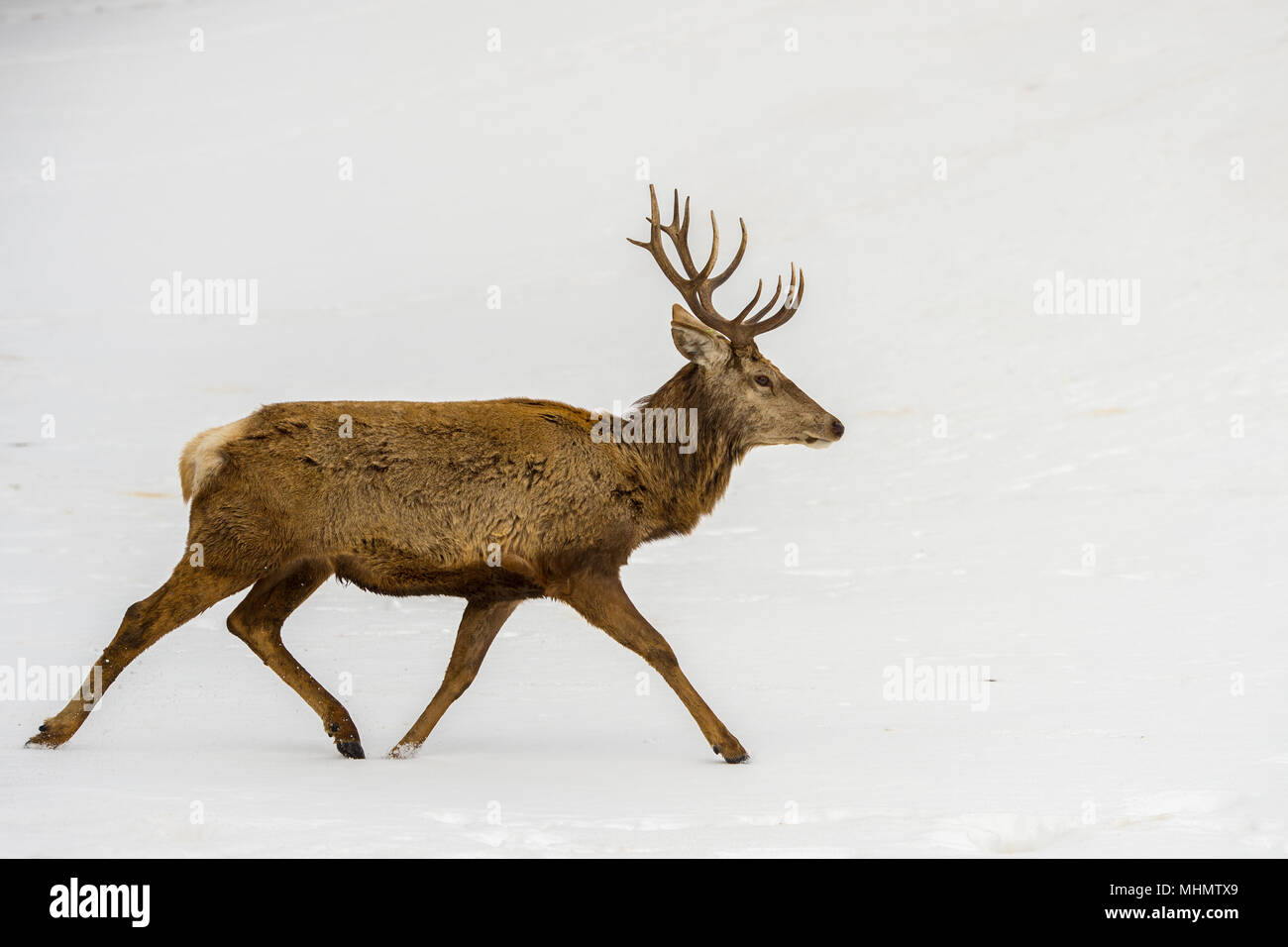 male deer while running on the snow background Stock Photo - Alamy