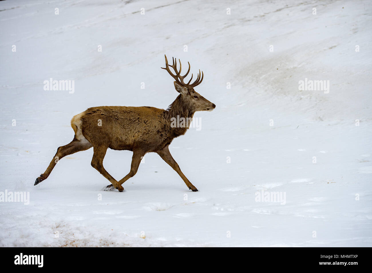 male deer while running on the snow background Stock Photo - Alamy