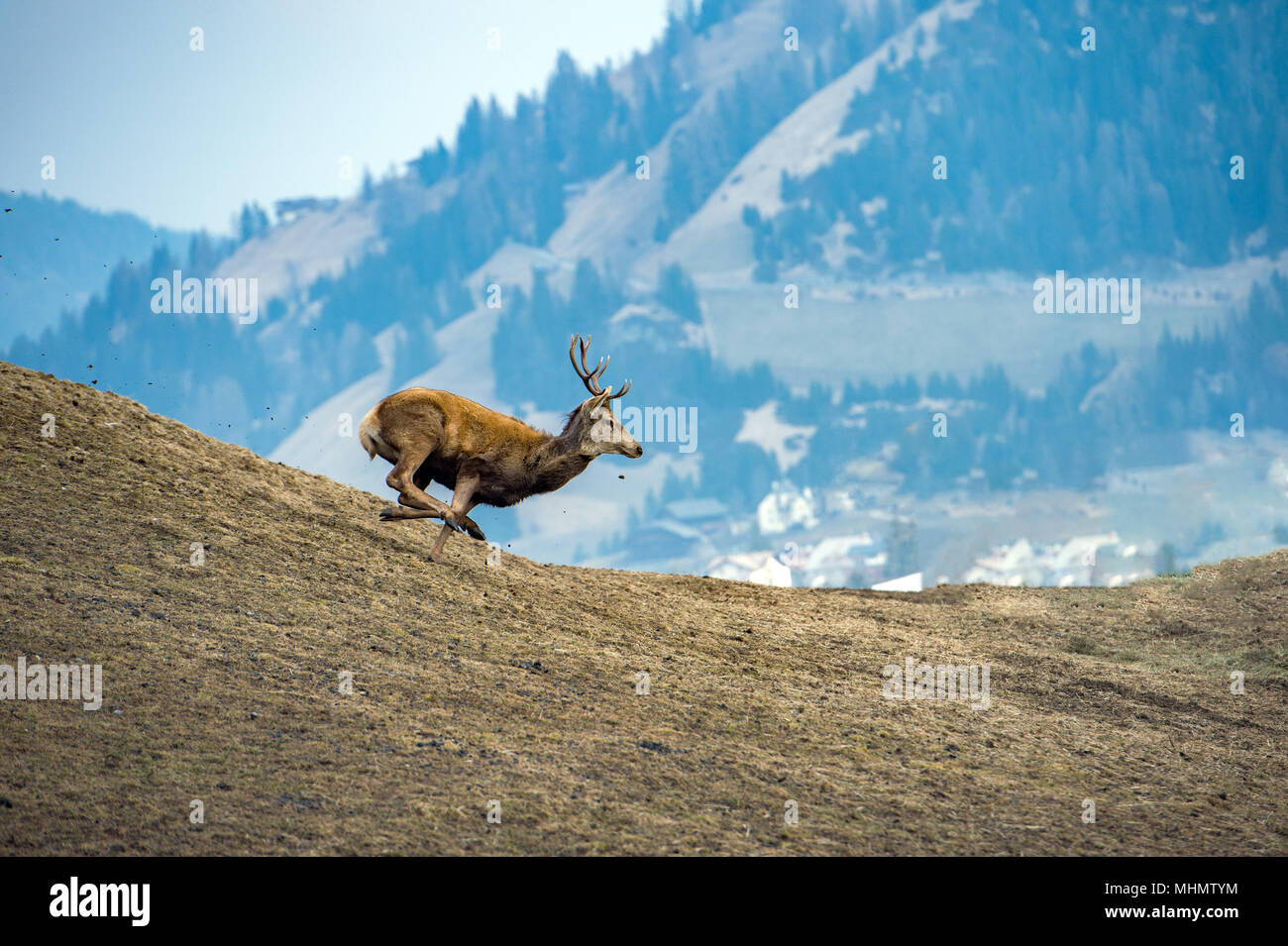 male red Deer portrait running on grass Stock Photo - Alamy