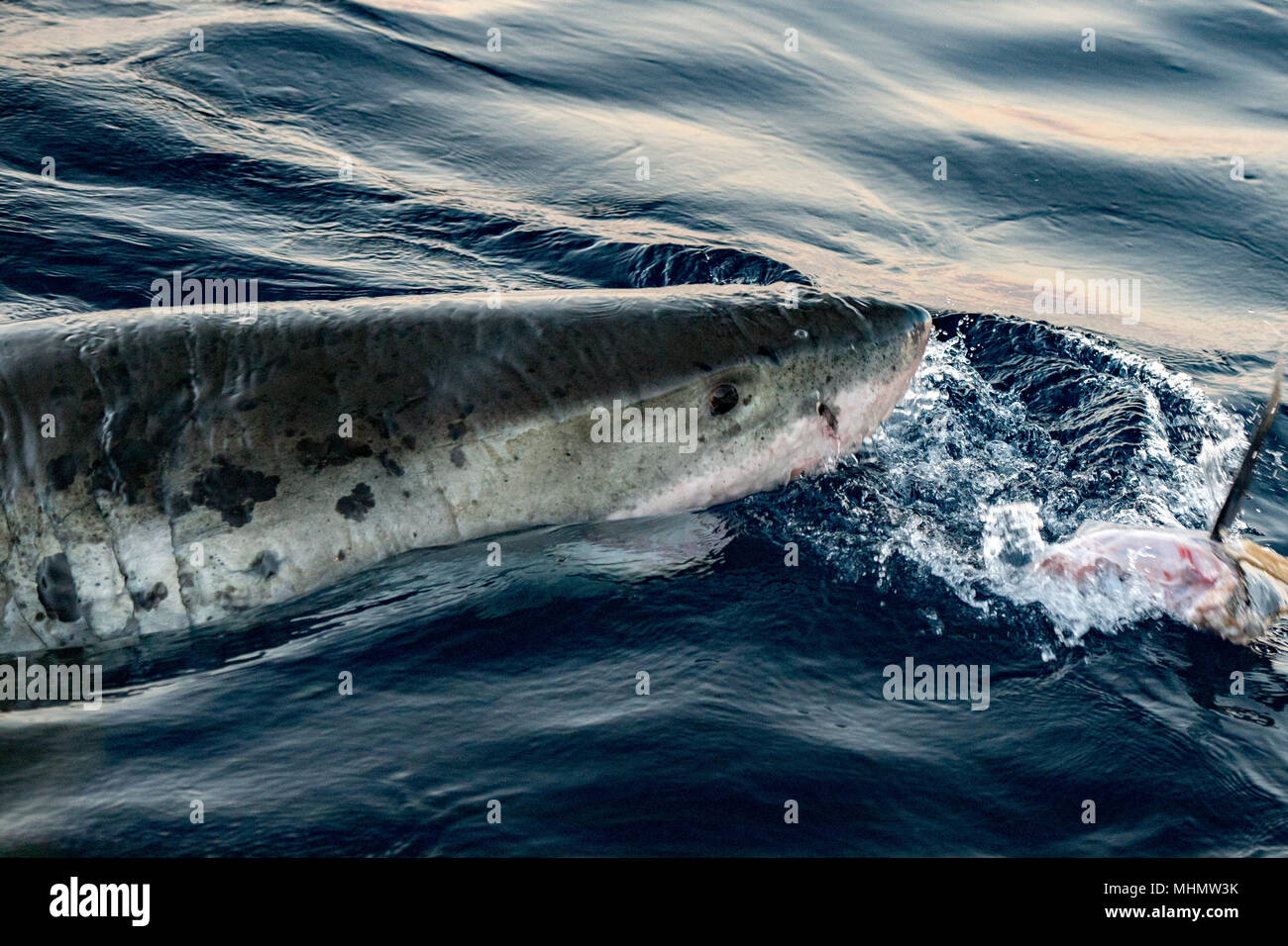 Great White shark while attacking a fish on deep blue ocean background ...